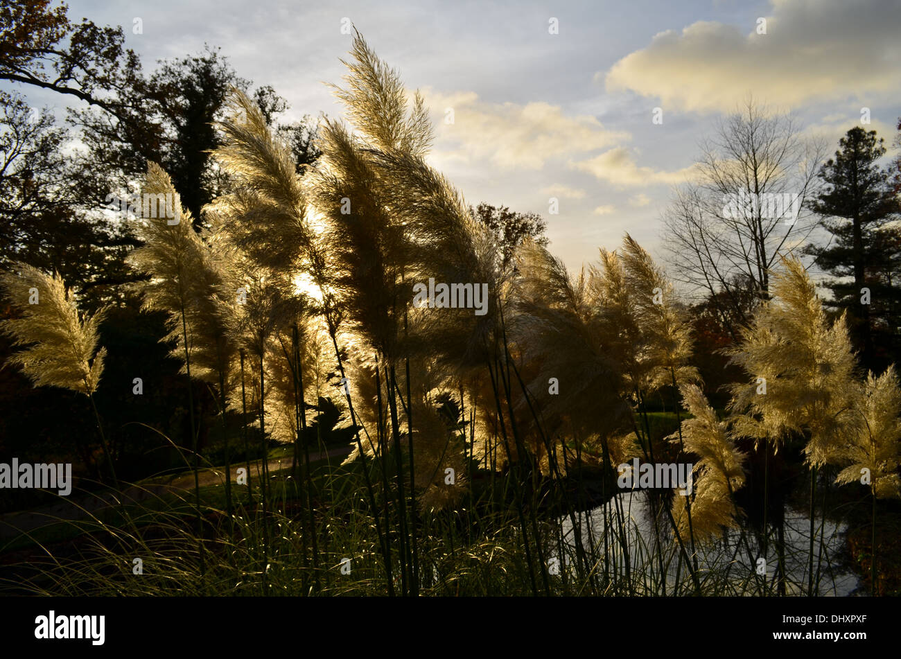 Pampas grass river water hi-res stock photography and images - Alamy