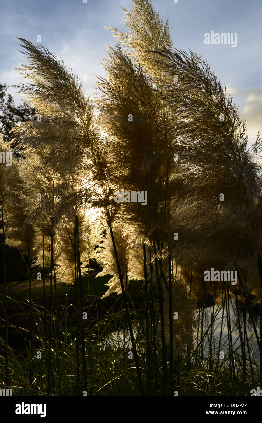 Wind formal hi-res stock photography and images - Alamy