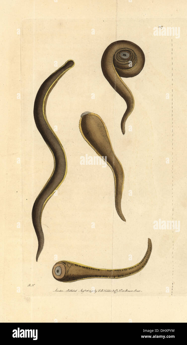 Medicinal leech, Hirudo medicinalis Stock Photo - Alamy