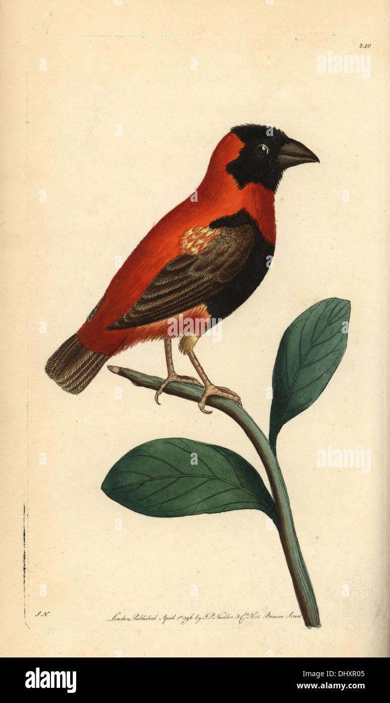 Frederick bird hi-res stock photography and images - Alamy