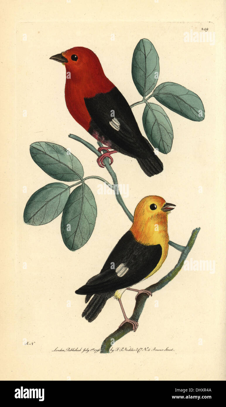 Pipra hi-res stock photography and images - Alamy