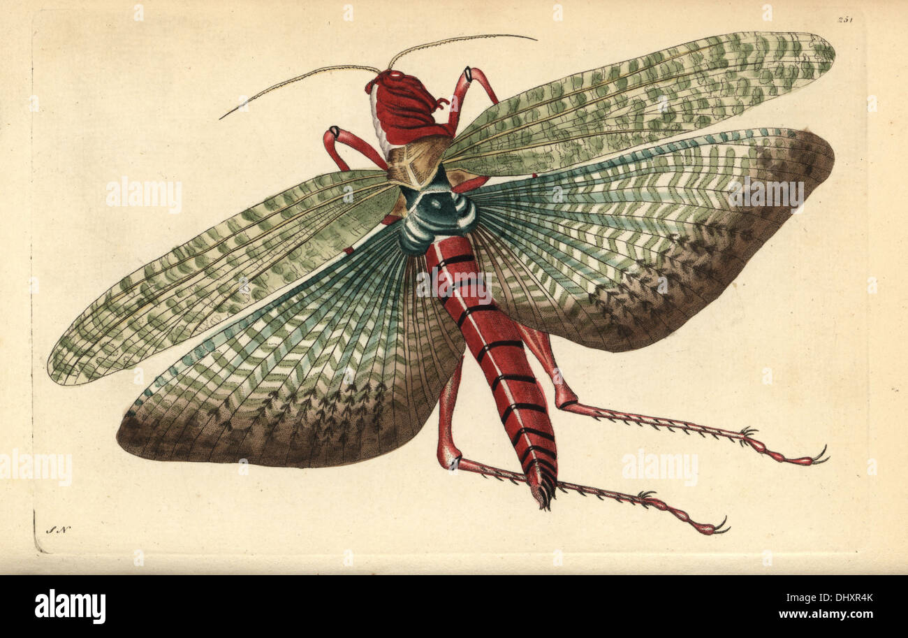 South american locust, Locusta cristata Stock Photo - Alamy