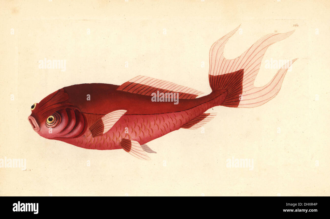 Cyprinus auratus goldfish hi-res stock photography and images - Alamy