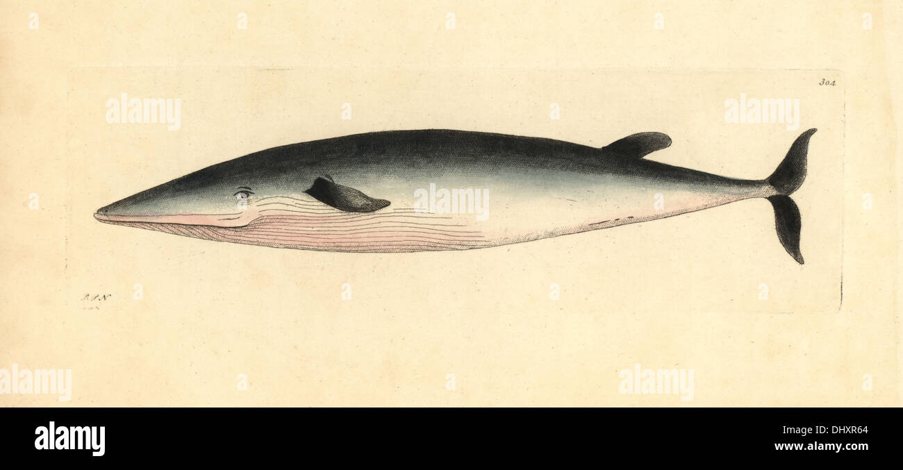 Bottlenose whale, Hyperoodon ampullatus Stock Photo - Alamy Bottlenose whale, Hyperoodon ampullatus Stock Photo - Alamy