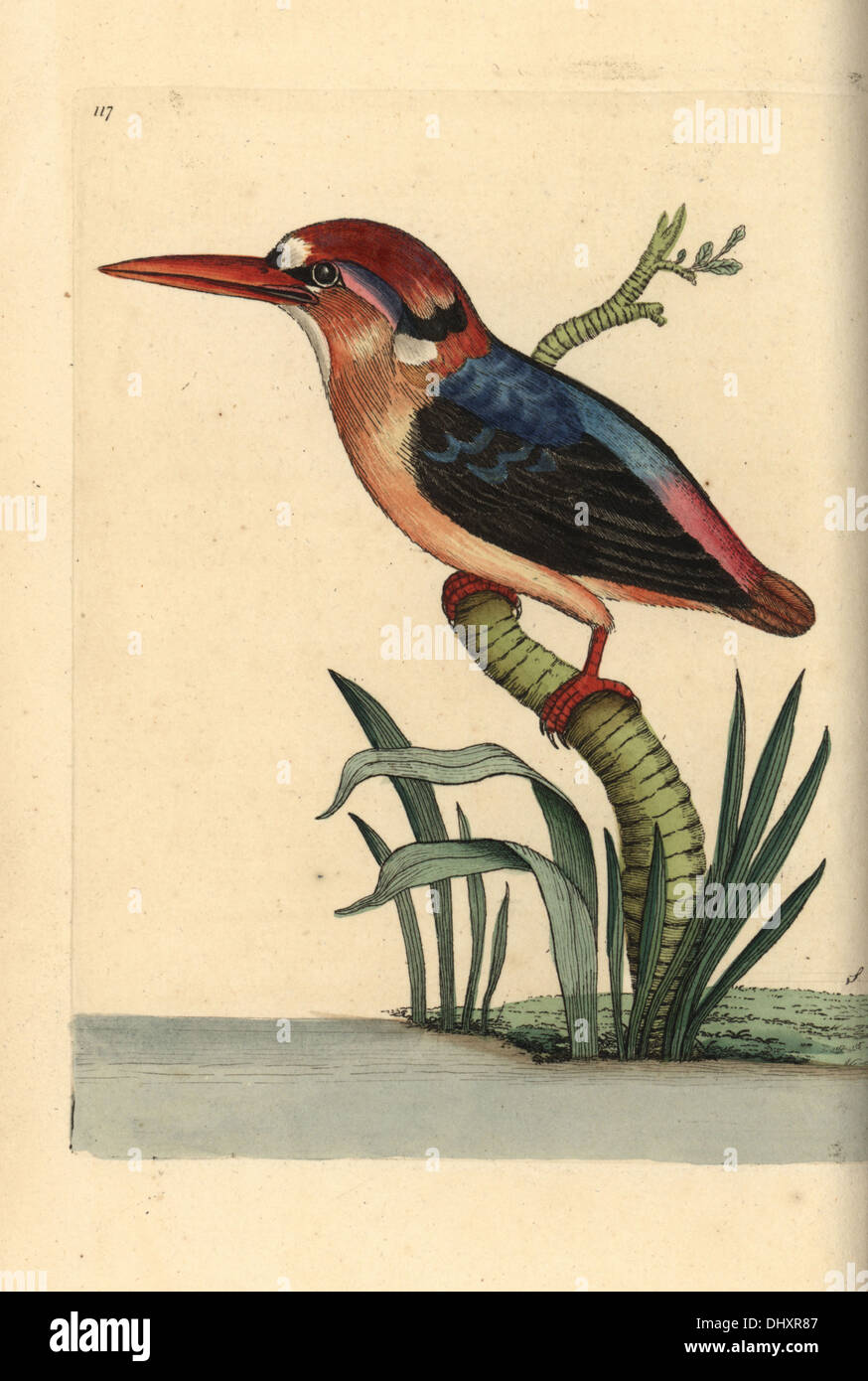 Black-backed or Oriental dwarf kingfisher, Ceyx erithaca Stock Photo ...