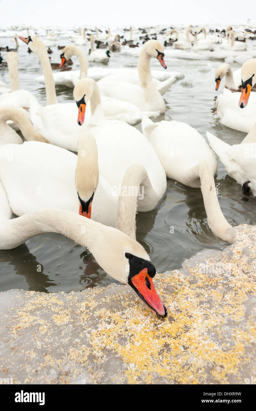 Swan eating hi-res stock photography and images - Alamy