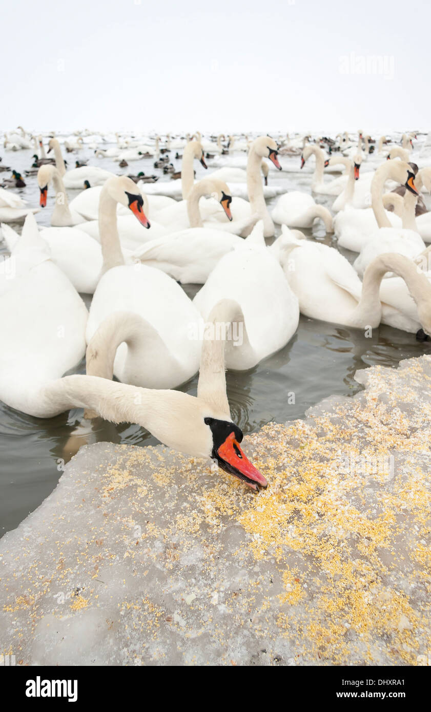 Swan eating food on ice. A lot of swan in icy sea at winter Stock Photo ...