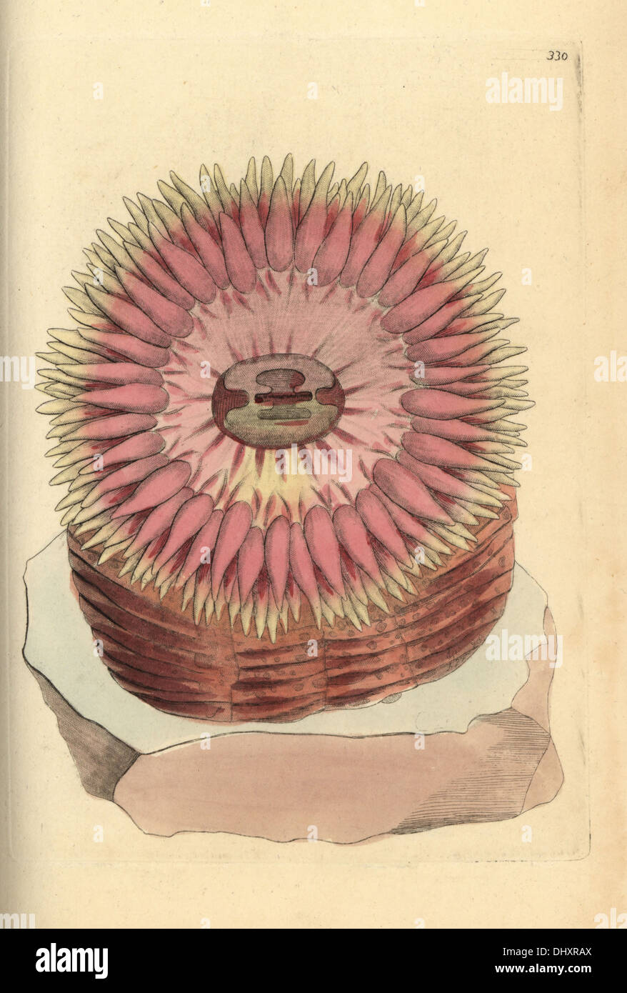 Christmas or sea anemone, Urticina crassicornis Stock Photo - Alamy