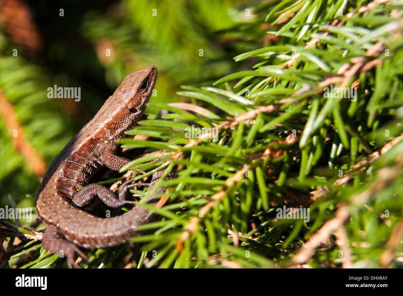 Brown tree lizard hi-res stock photography and images - Alamy