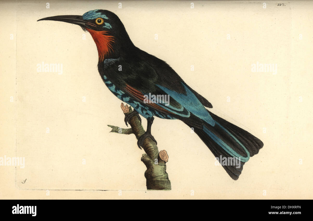 Black bee-eater, Merops gularis Stock Photo - Alamy