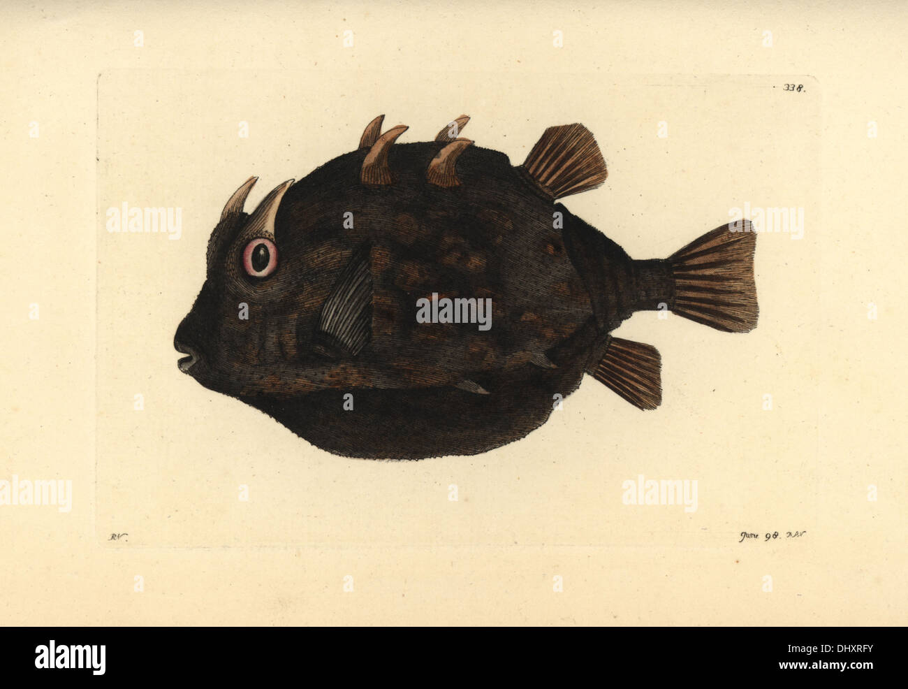 Striped cowfish hi-res stock photography and images - Alamy