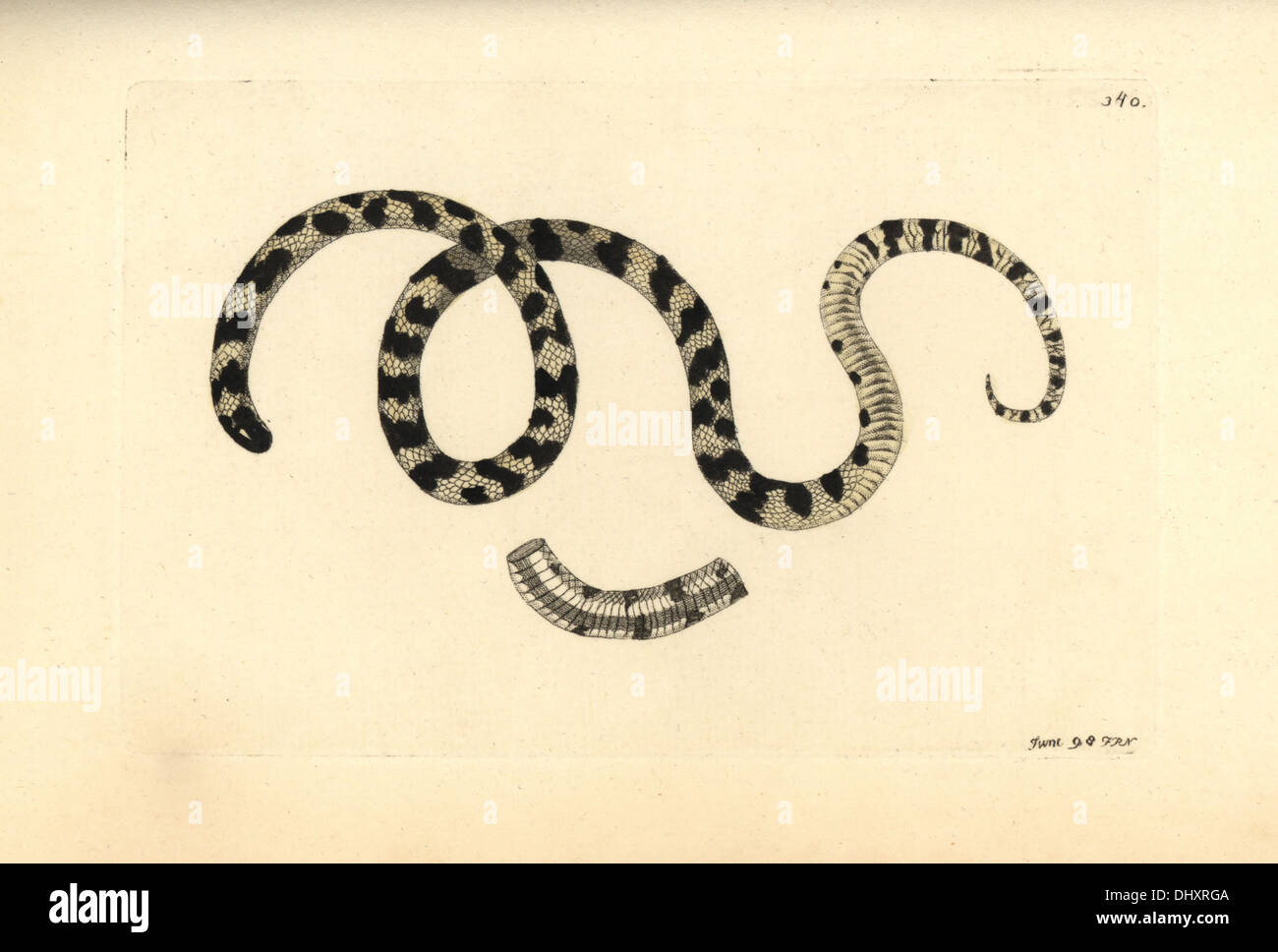 Polydore nodder snake hi-res stock photography and images - Alamy