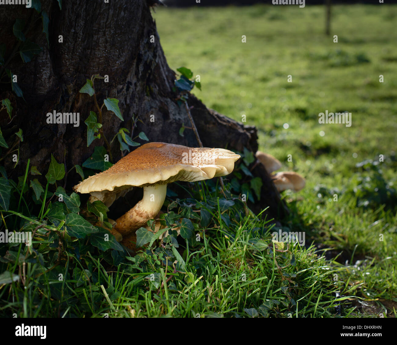Yellow and gold Fungi growing at the base of a tree Stock Photo - Alamy