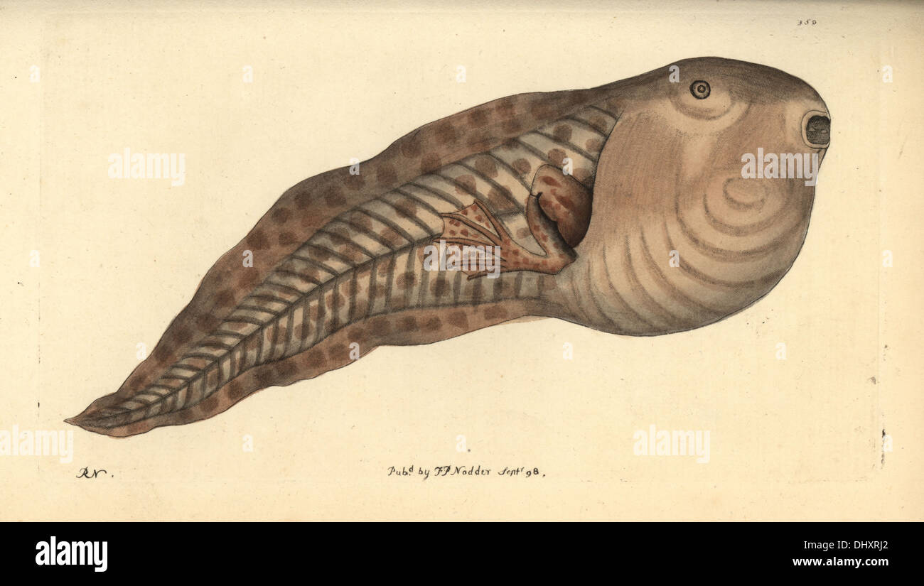 Paradoxical frog, Pseudis paradoxa, tadpole stage Stock Photo - Alamy