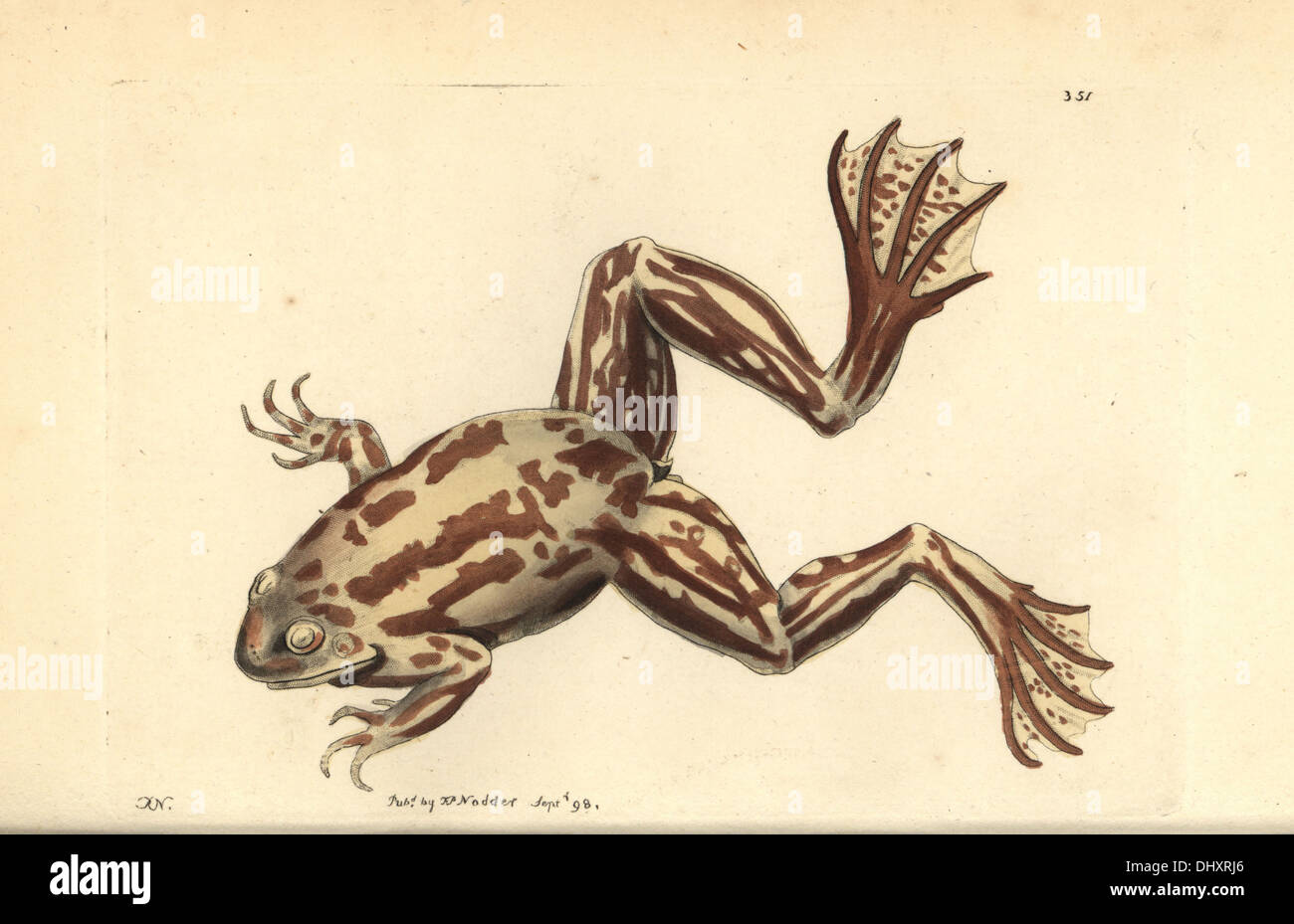 Paradoxical frog, Pseudis paradoxa, adult stage Stock Photo - Alamy