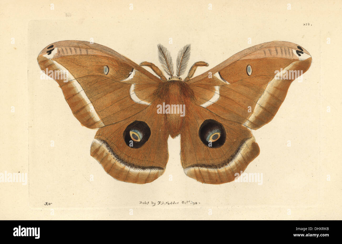 Polyphemus moth, Antheraea polyphemus Stock Photo - Alamy