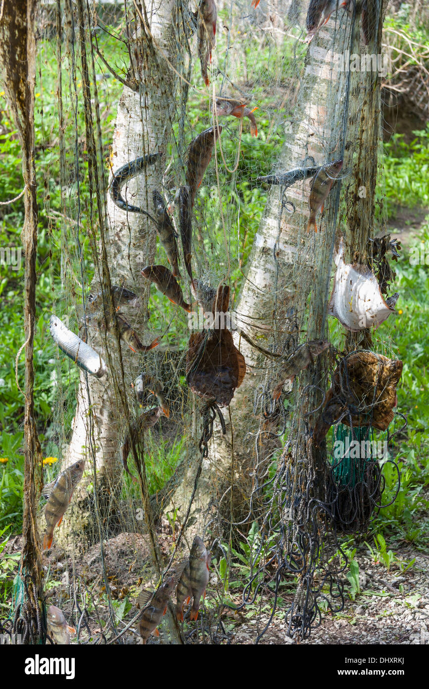 Fishes like perch and flounder or flat fish in net Stock Photo - Alamy
