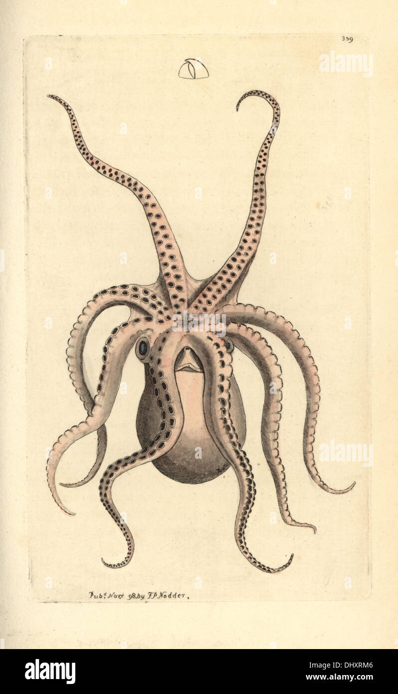 Horned octopus hi-res stock photography and images - Alamy