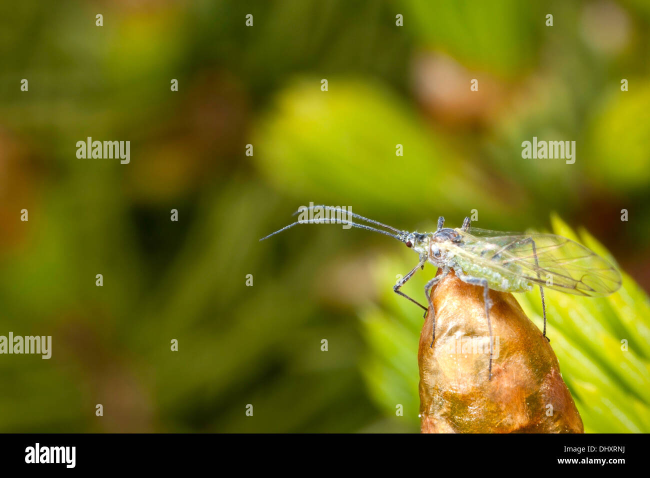 Lacewing family hi-res stock photography and images - Alamy