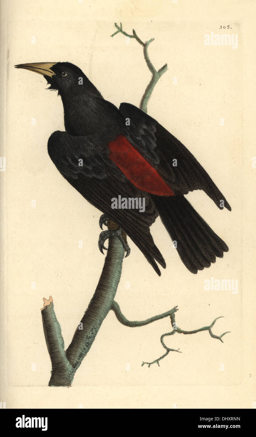 Red-rumped cacique, Cacicus haemorrhous Stock Photo - Alamy