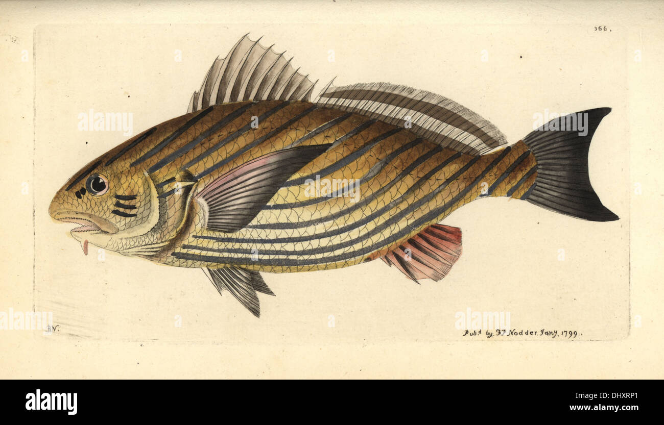 Umbrina hi-res stock photography and images - Alamy