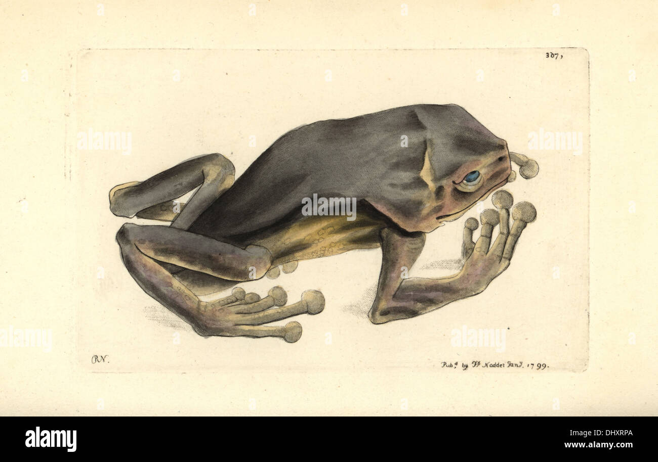 Bicolor frog hi-res stock photography and images - Alamy