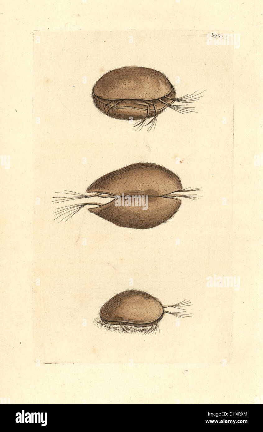 Pubera hi-res stock photography and images - Alamy