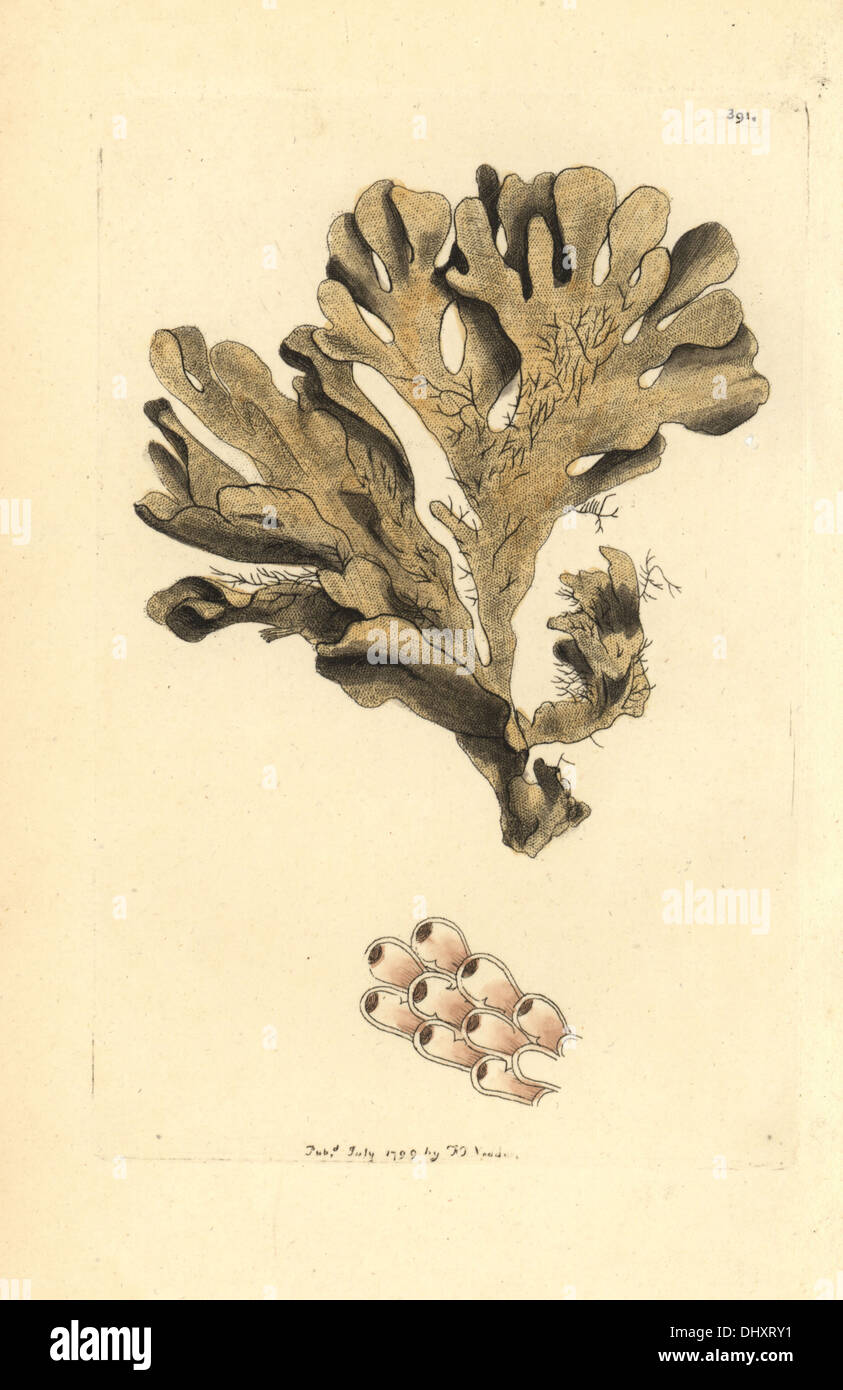 Greater horn wrack seaweed, Flustra foliacea Stock Photo - Alamy