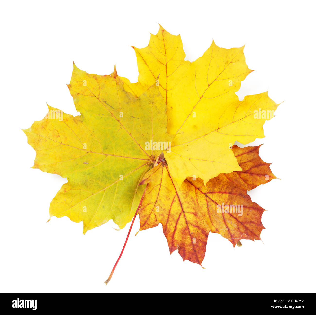 Ba leaves Cut Out Stock Images & Pictures - Alamy