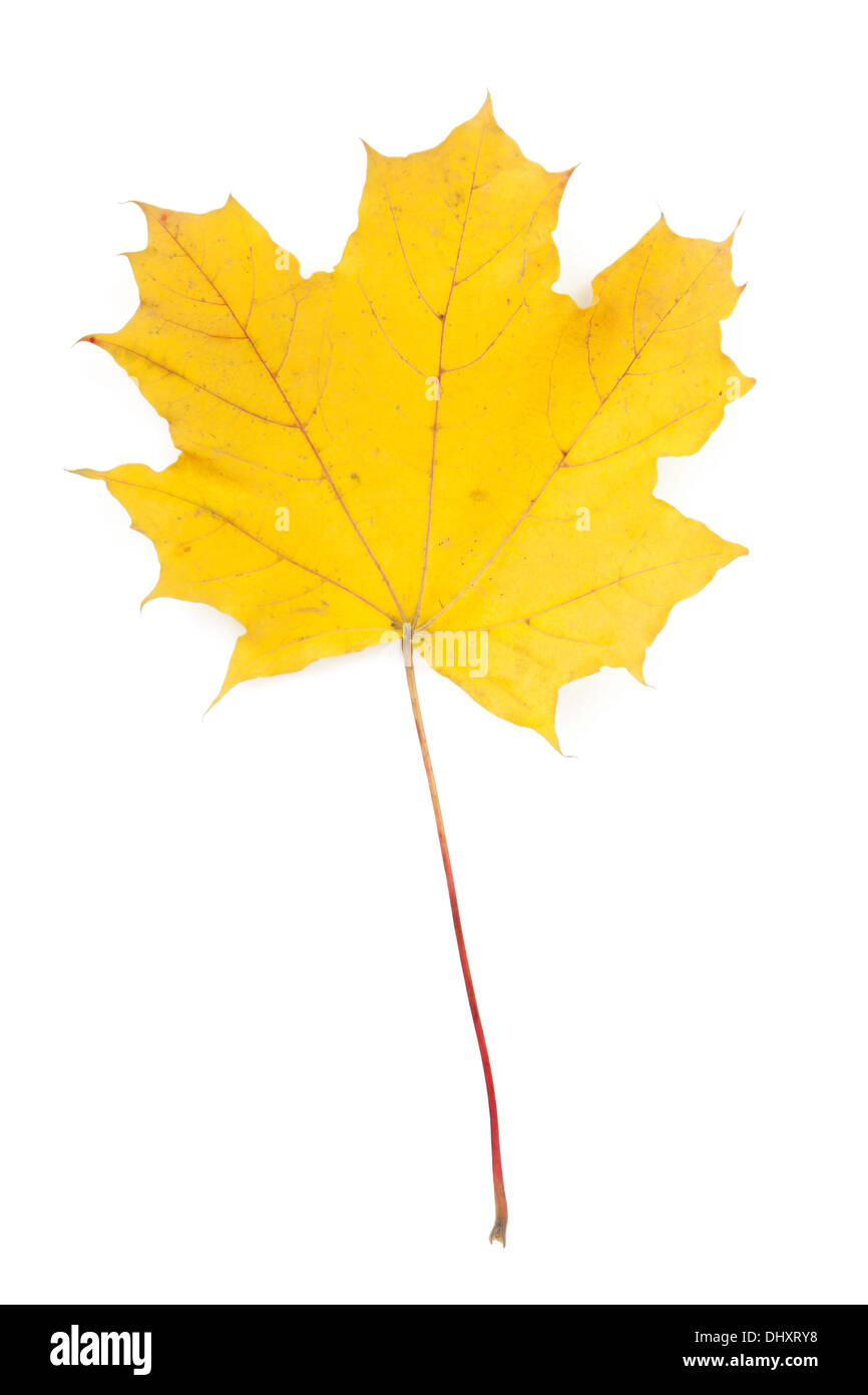 Beautiful autumn view from Cut Out Stock Images & Pictures - Alamy