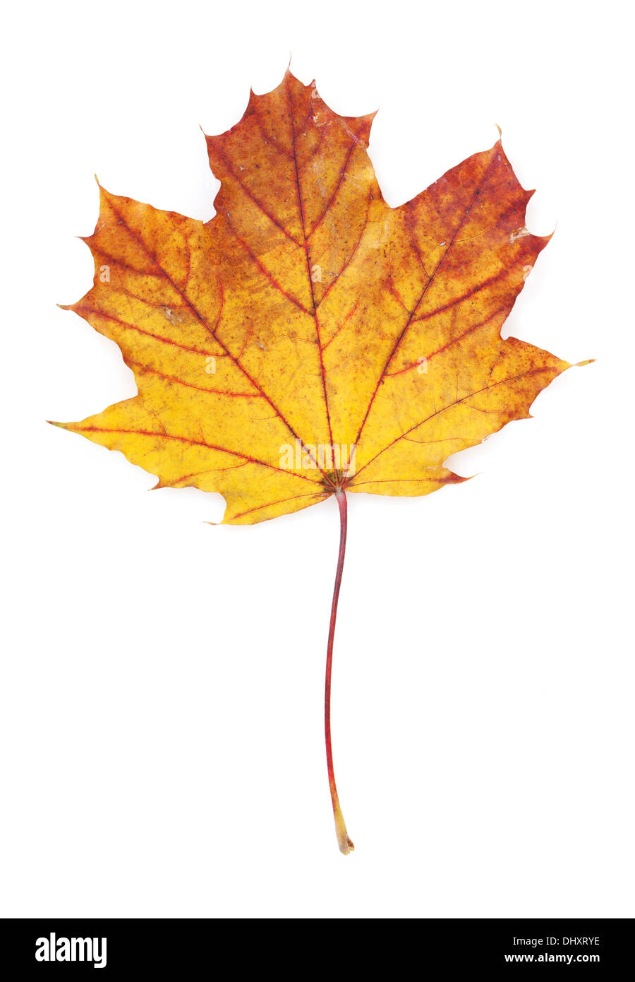 Colorful autumn maple leaf. View from above. Isolated on white ...