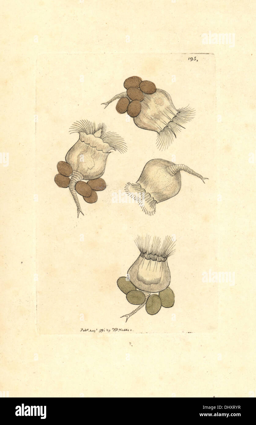 Marine rotifera or wheel animals, Brachionus urceolaris Stock Photo - Alamy