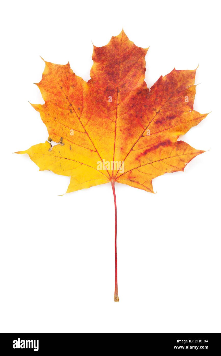 Colorful autumn maple leaf. View from above. Isolated on white ...