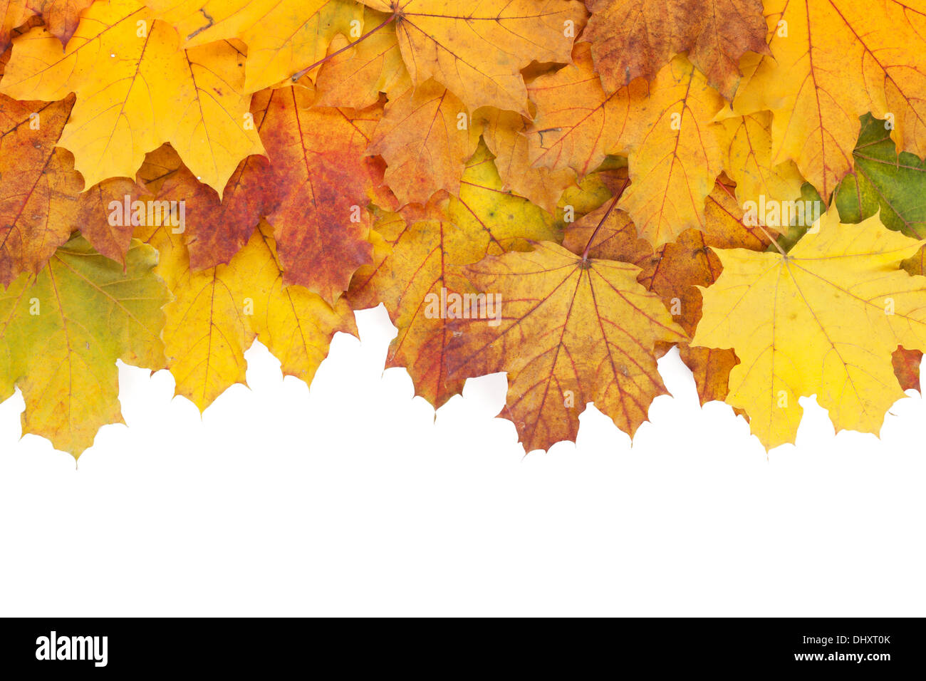Colorful autumn maple leaves border. Isolated on white background Stock ...
