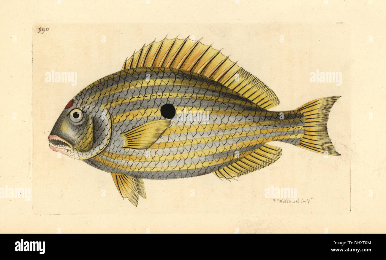 Western Atlantic seabream, Archosargus rhomboidalis Stock Photo - Alamy