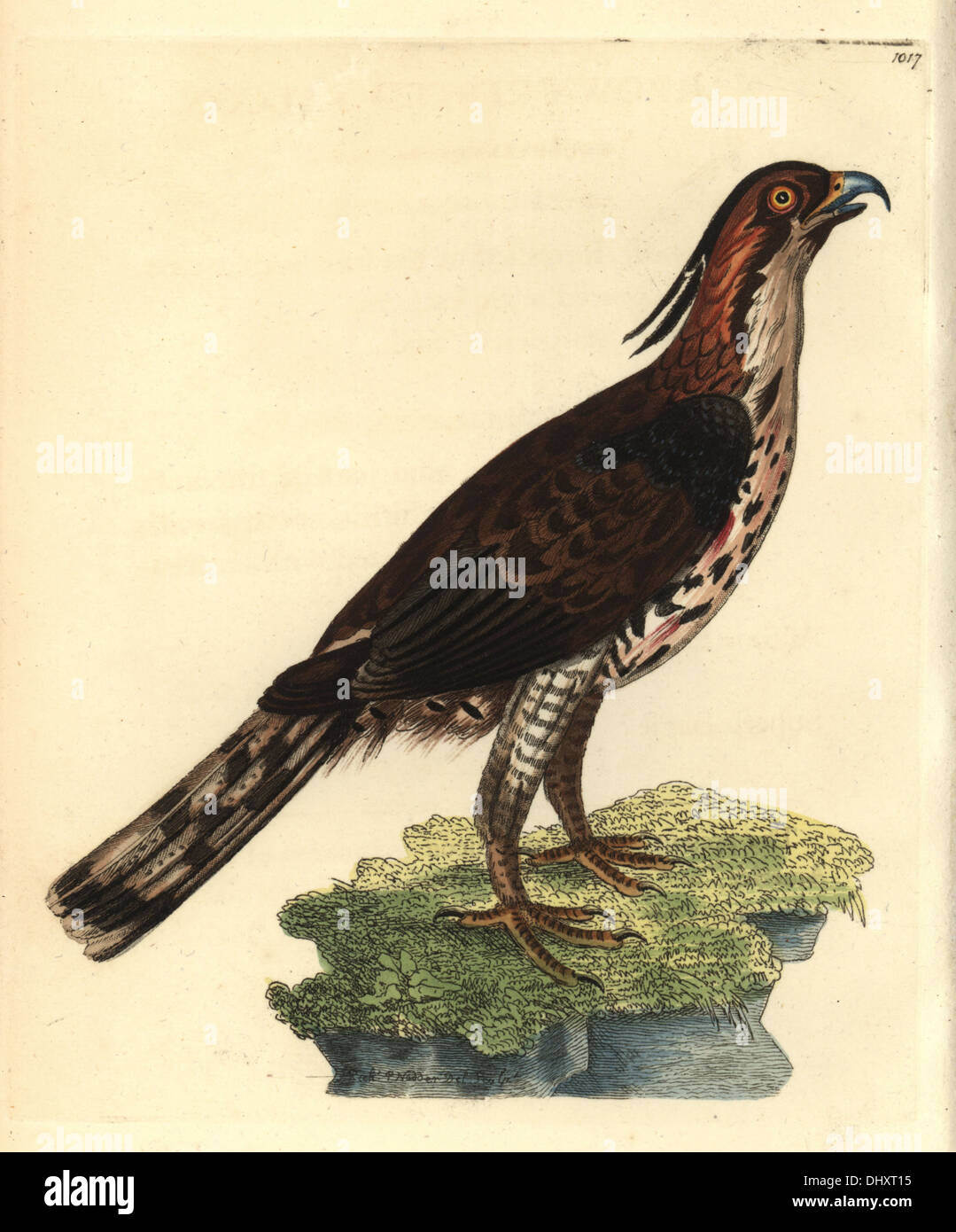 Spizaetus ornatus hi-res stock photography and images - Alamy