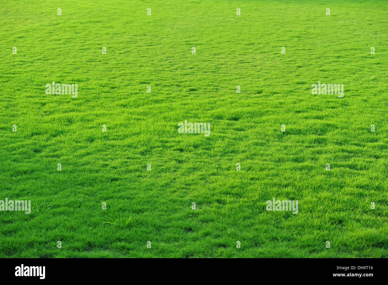 Field lawn nature landscape with plants hi-res stock photography and ...