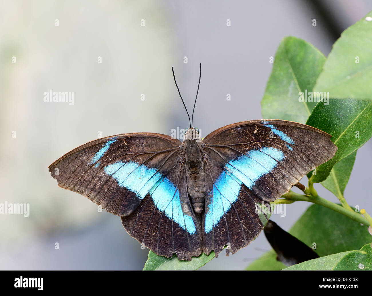 Prepona butterfly hi-res stock photography and images - Alamy