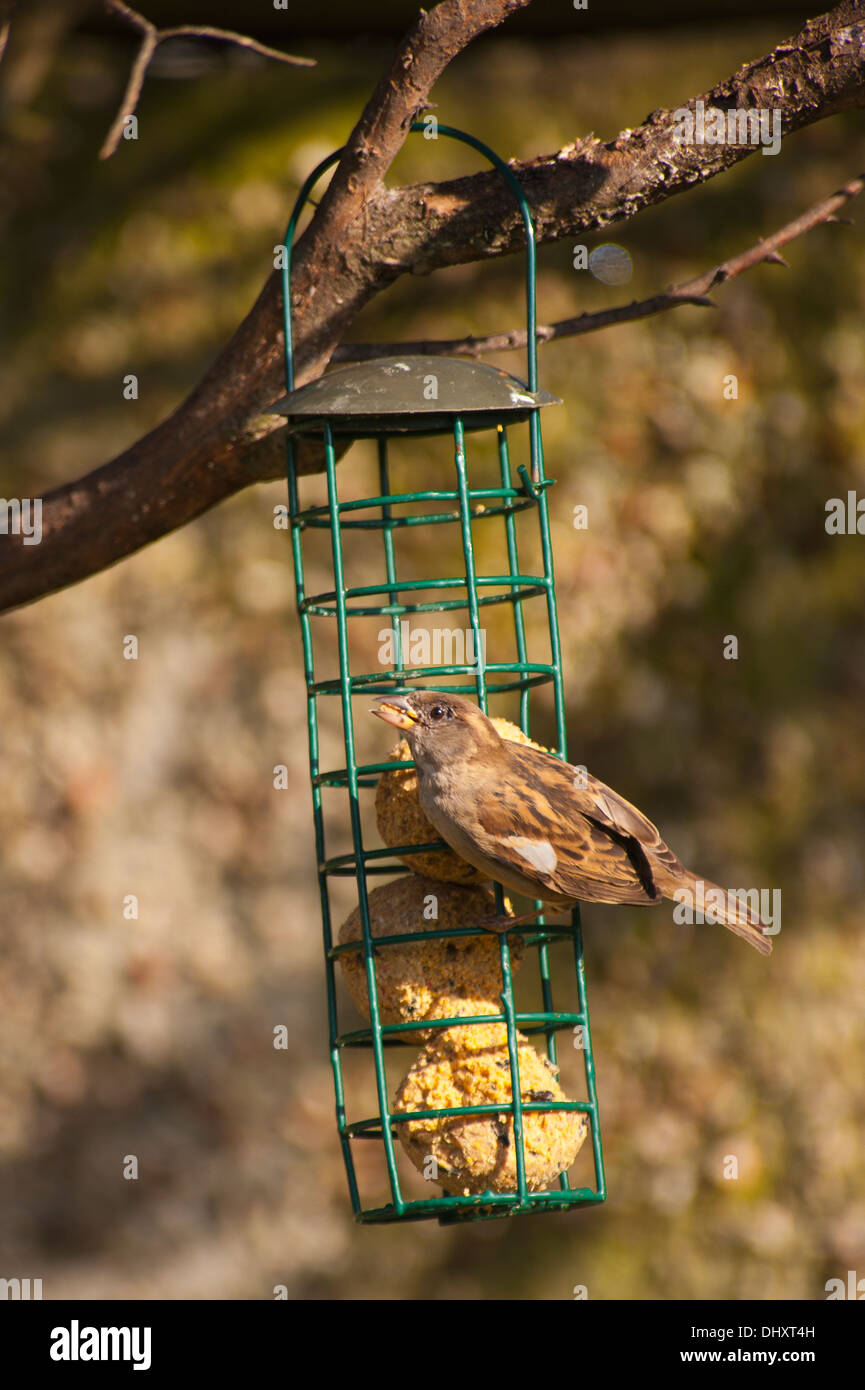 Fat bird eating hi-res stock photography and images - Alamy