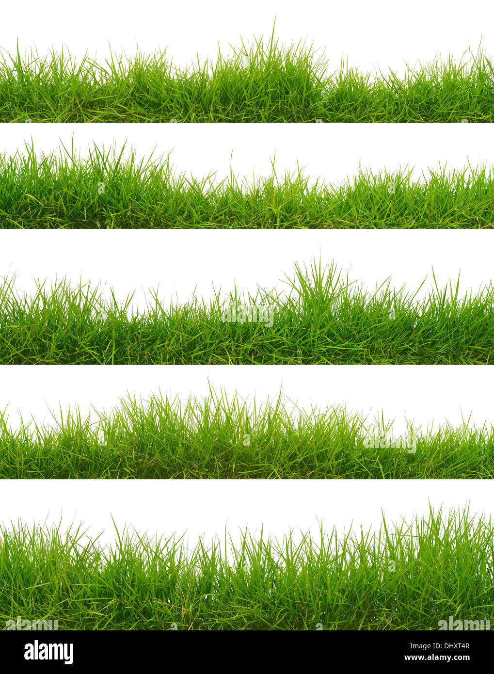 Grass on white background Stock Photo - Alamy