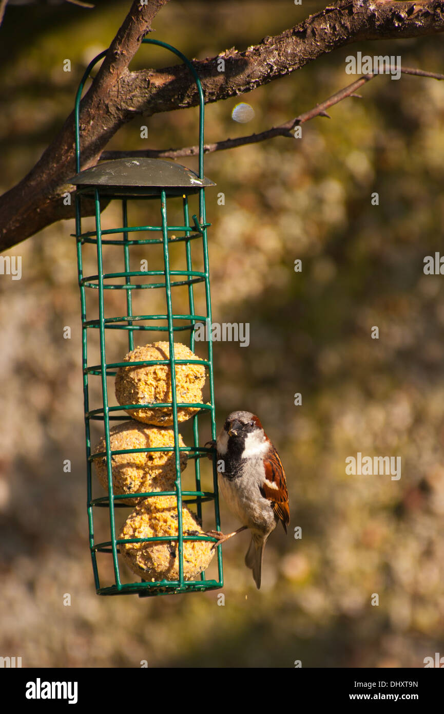 Fat bird eating hi-res stock photography and images - Alamy