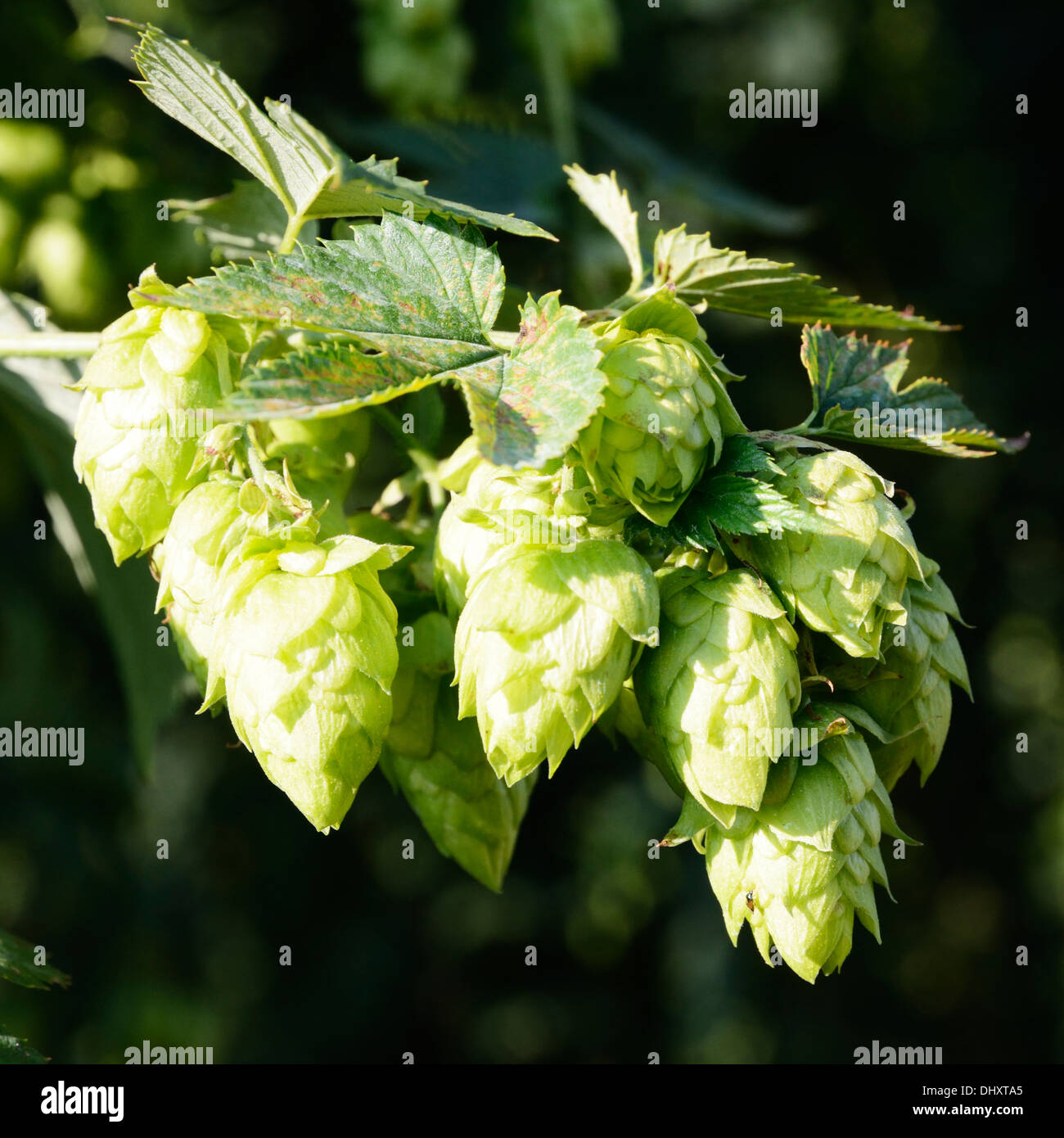 Closeup of a ripe hops plant Stock Photo - Alamy