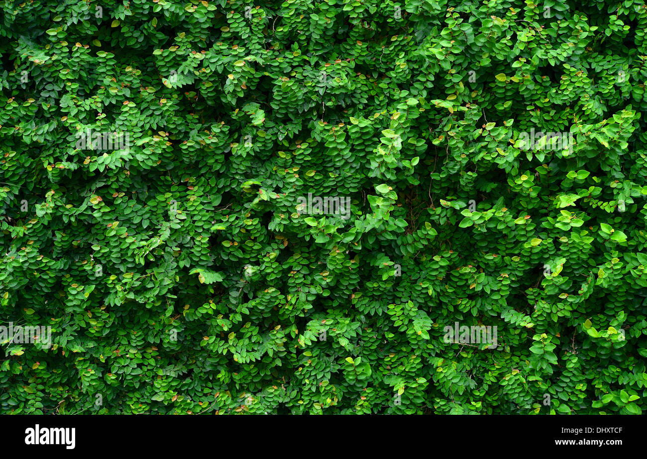 Background ivy hi-res stock photography and images - Alamy