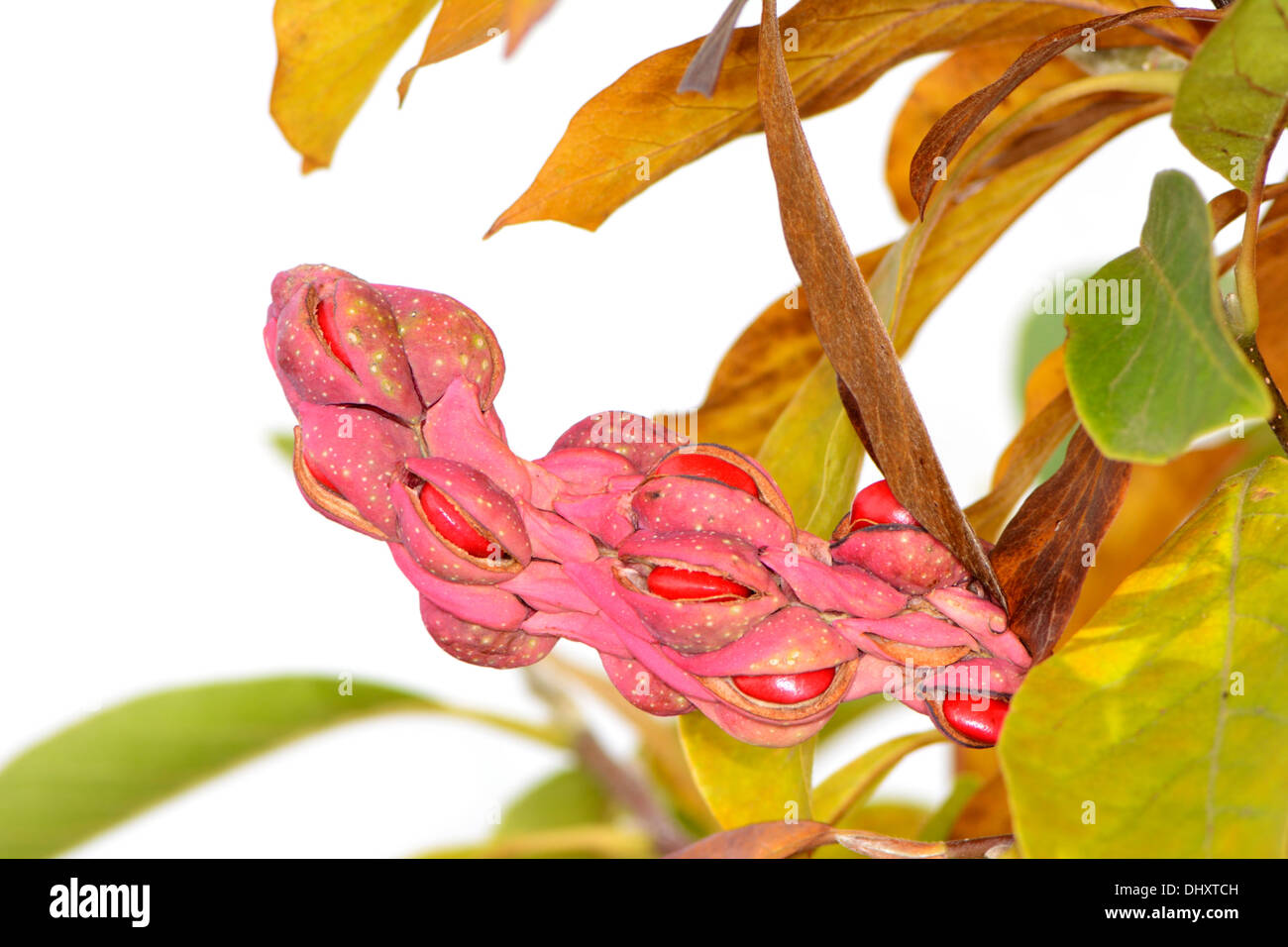 Red fruit of a magnolia tree Stock Photo - Alamy