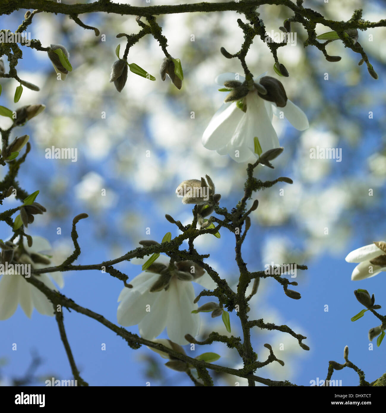 Bulbous Tree Stock Photos & Bulbous Tree Stock Images - Alamy