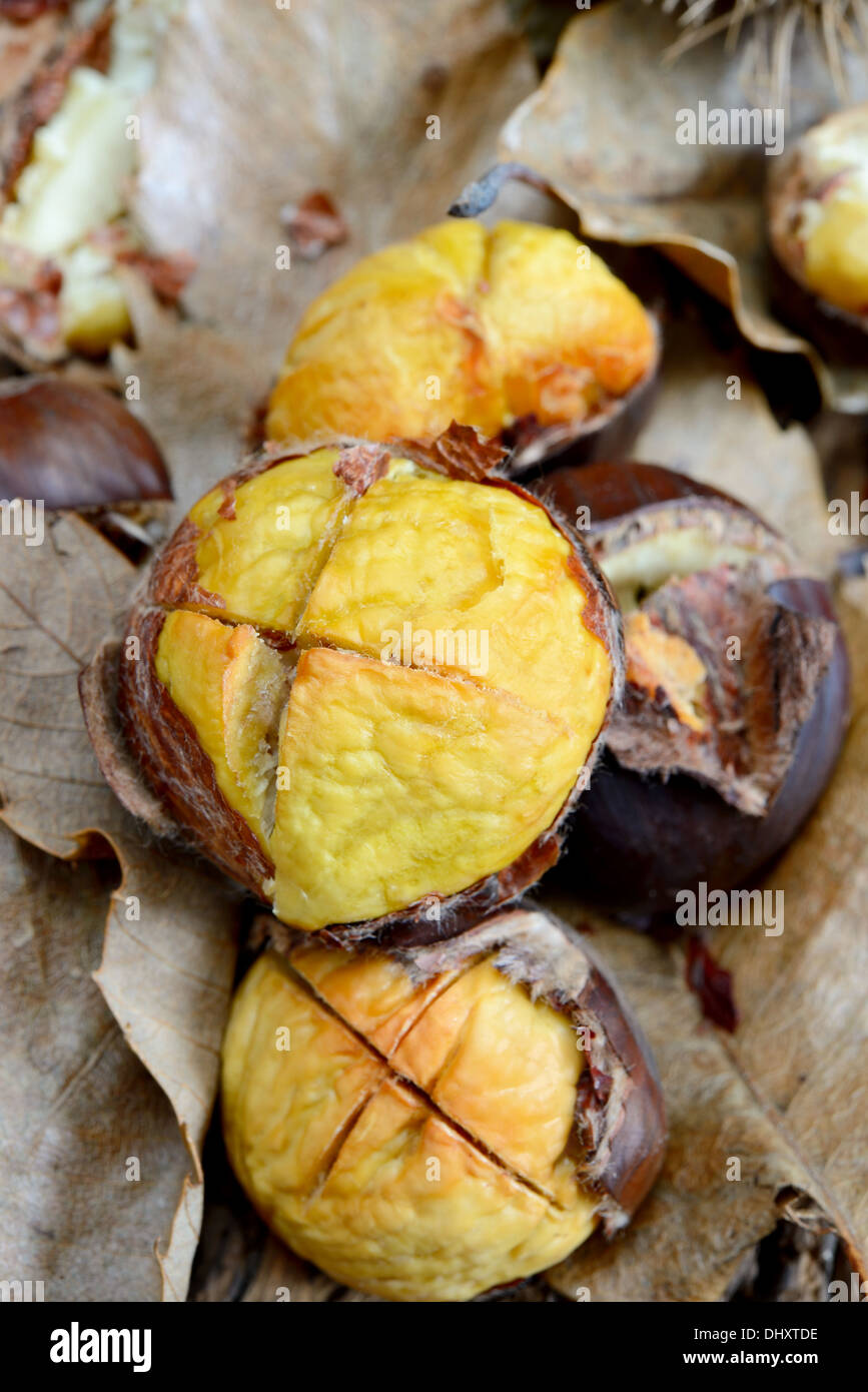 Curly chestnut hi-res stock photography and images - Alamy
