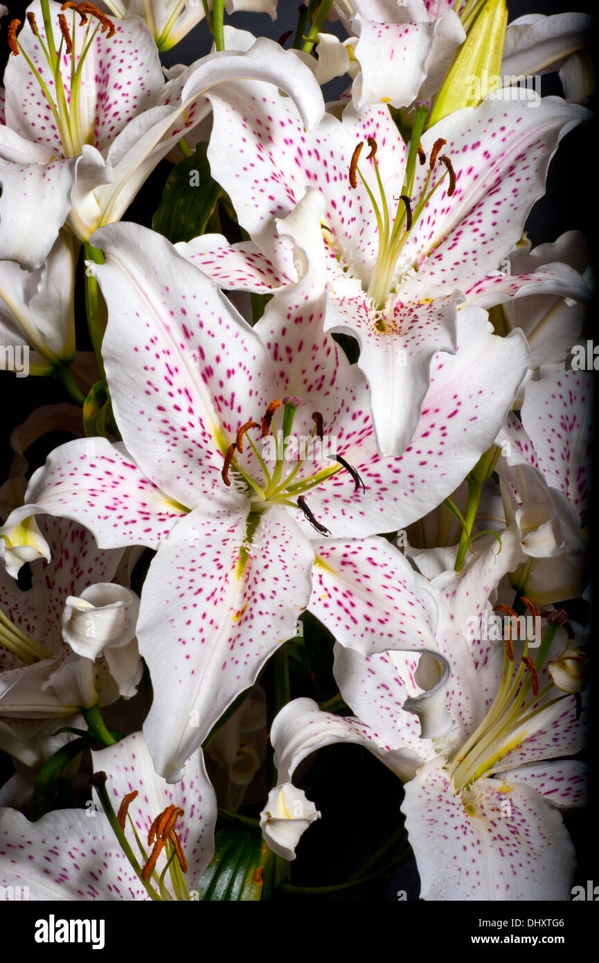 Flower Lily Garden at Amlwch Anglesey North Wales UK.Macro Stock Photo ...