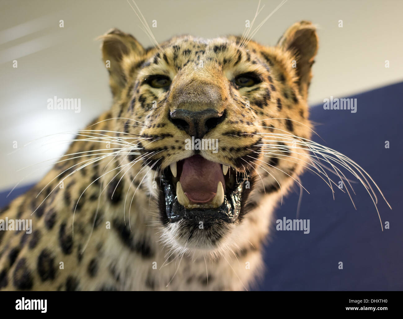 Scary portrait of wild leopard Stock Photo - Alamy
