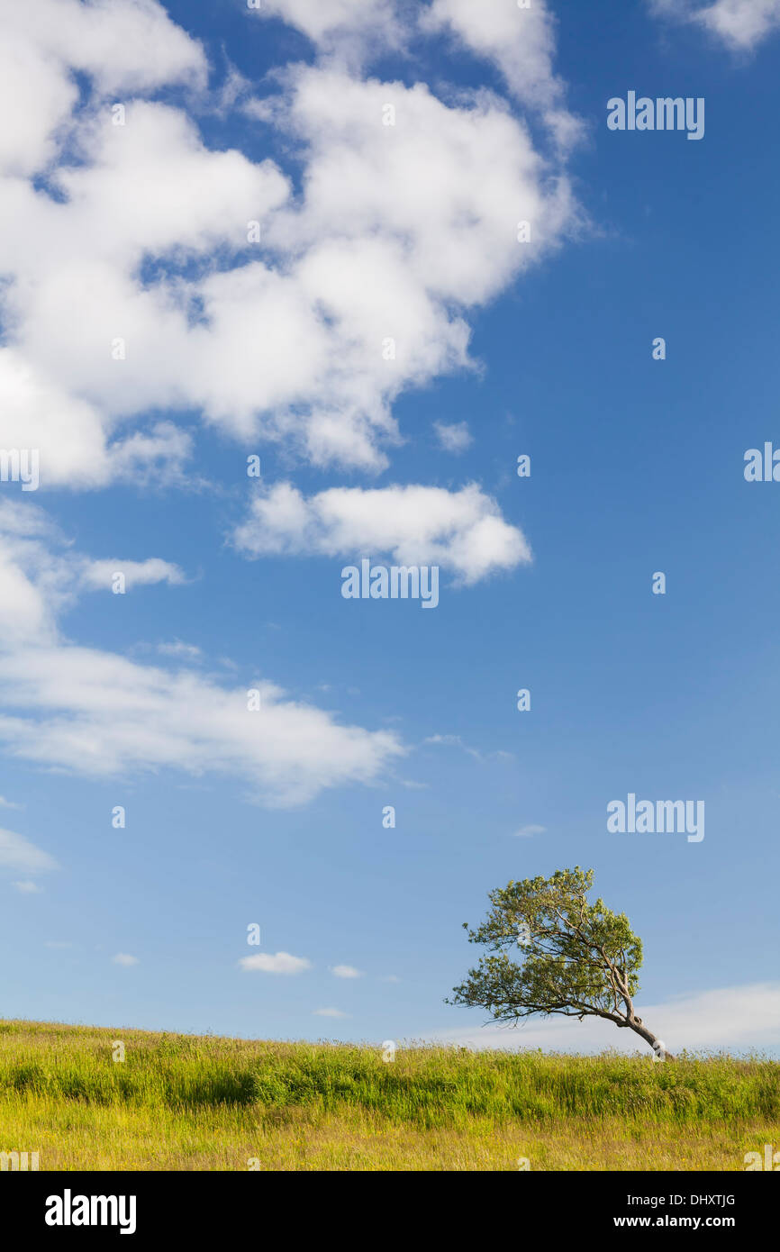 Windswept tree hi-res stock photography and images - Alamy