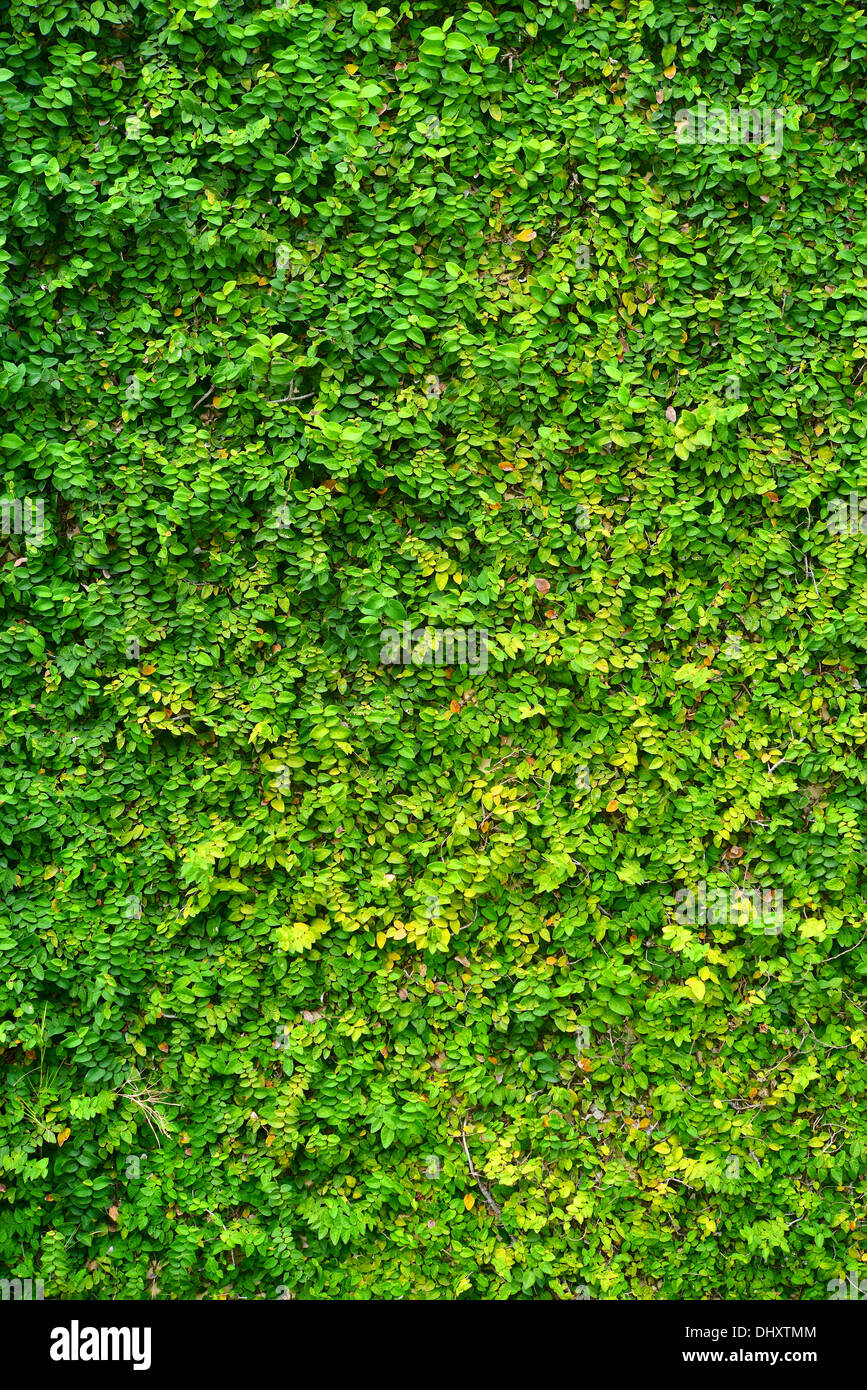 Background ivy hi-res stock photography and images - Alamy